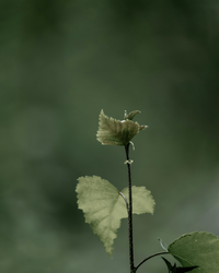 Whispering Woods no. 62 - kalm en natuurlijk groen | LAB